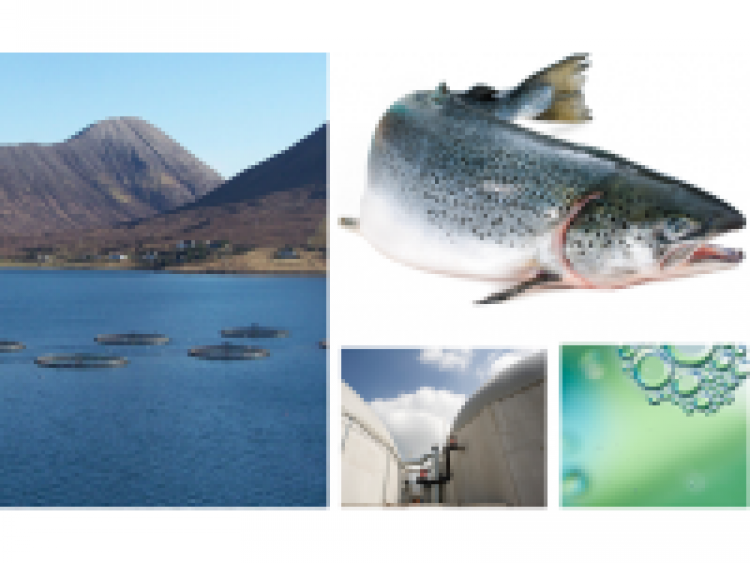 Contingency Planning for Fish Mortalities | Enscape Consulting